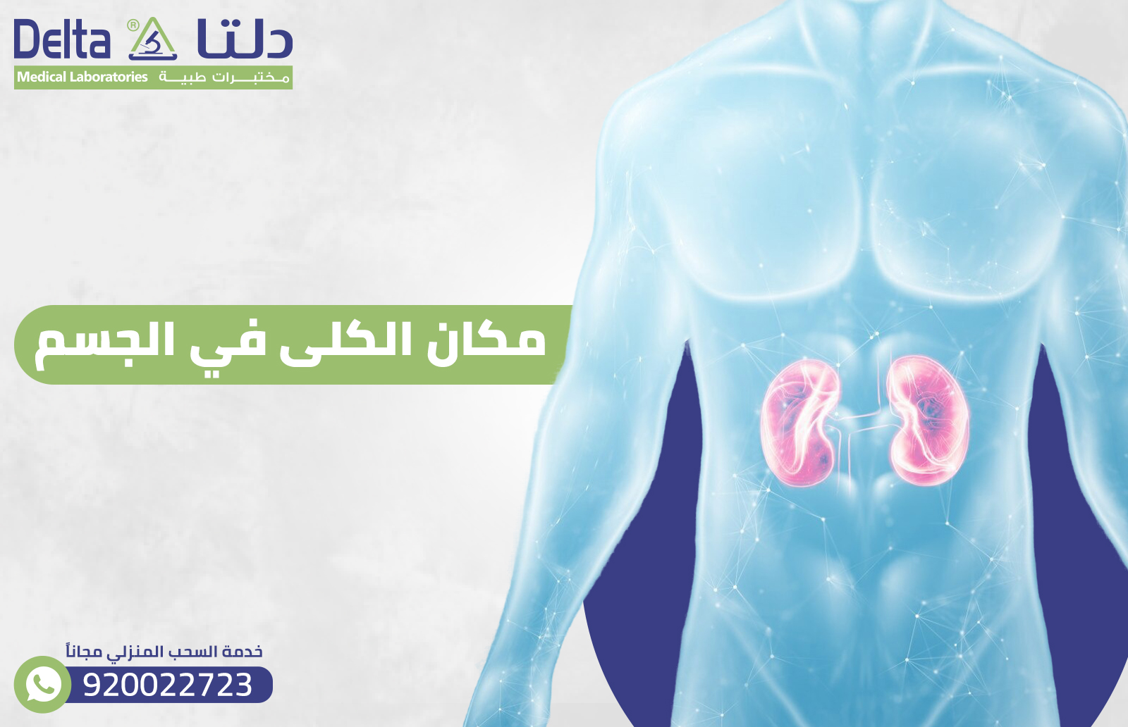 مكان الكلى في الجسم